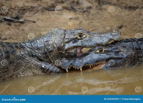 Extreme Closeup Portrait Of Two Black Caiman Melanosuchus Niger