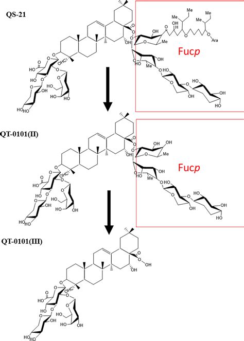 Chemical Structure Of The Qs 21 Qt 0101 Ii And Qt 0101 Iii Saponins Download Scientific