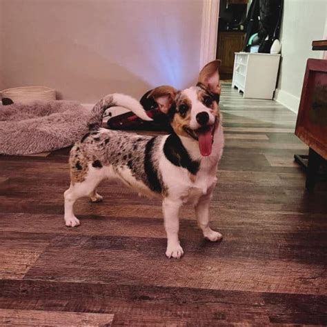 The Cojack Jack Russell Terrier And Corgi Mix Breed Terrier Owner