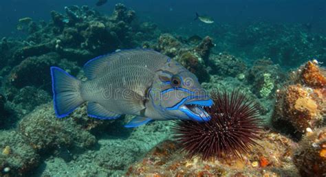 Gray Triggerfish Stock Illustrations 10 Gray Triggerfish Stock