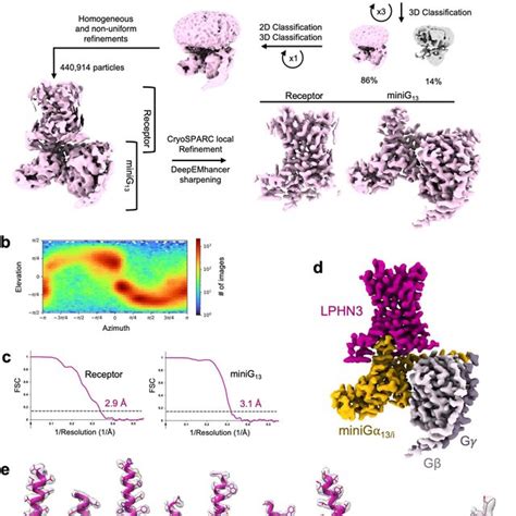 Single Particle Cryo EM Processing Workflow And Reconstructions Of The Download Scientific