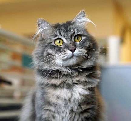 Portrait Of Beautiful Young Tabby Cat Emphasis On Extralong Ear Hair