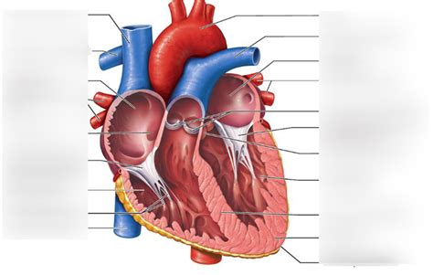 Heart Diagram Pt 2 Diagram Quizlet