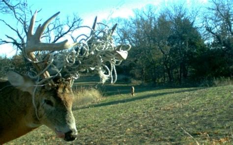 Deer Hunting Food Plots Essential Tips For Maximum Success The Deer