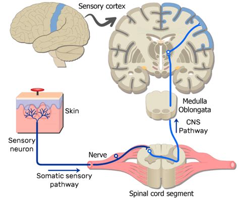 Primary Somatosensory Cortex Location And Function Getbodysmart