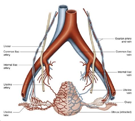 Uterine Artery Anatomy Nerve Sparing Radical Hysterectomy With Pelvic