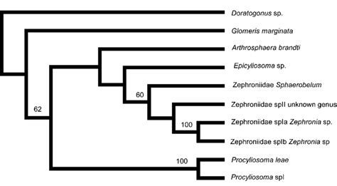 Single Most Parsimonious Tree Obtained By The Analysis Of The Coi