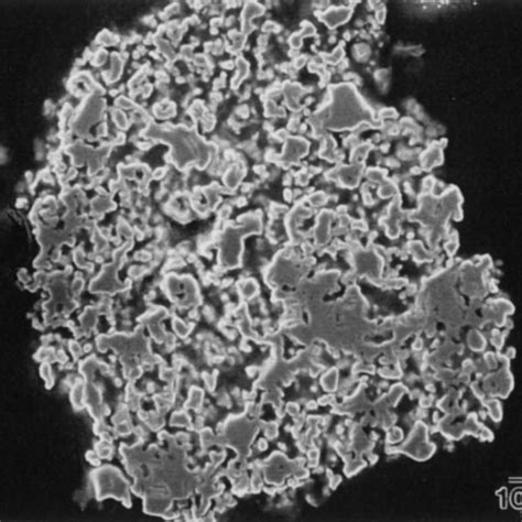 sem micrographs showing the microstructure of a fewtic and download