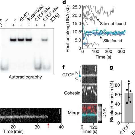 Ctcf Is A Directional Barrier To Cohesin Diffusion On Dna A Coomassie Download Scientific