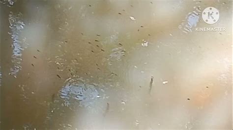 Ang Similya Ng Tilapya 😘😘😘 Youtube