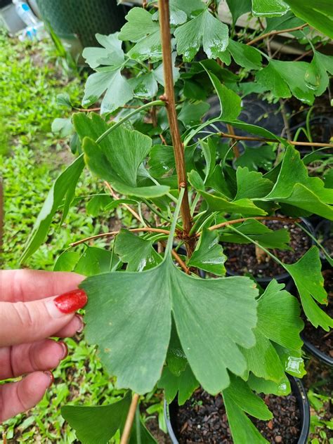 Arabella The Ginkgo Is One Of The Oldest Living Tree Species In The