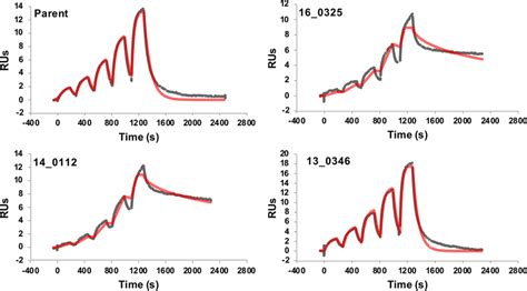 Spr Sensorgrams The Red Curves Represent The Global Fits Of The Data Download Scientific