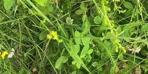 Outside Guy Masturbate