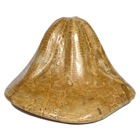 Very Large Fossilized Sand Dollar — Morgan Oakes Gallery