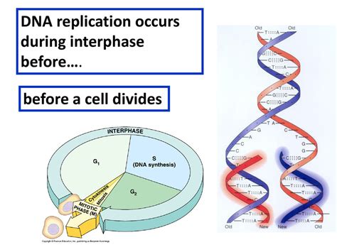 Review Dna Ppt Download