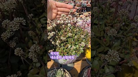 박지현 내소중한사람에게 이름라디칸스 취미생활 바람꽃다육키핑장 세종시 Youtube