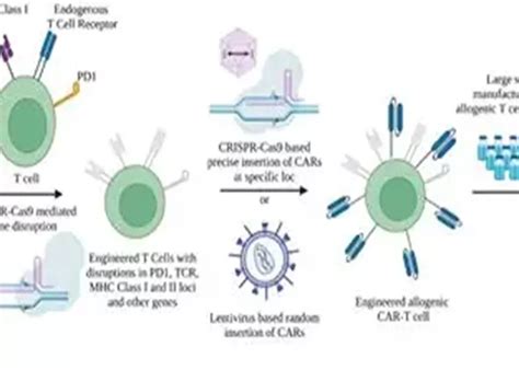 Crispr Edited Islet Cells Work In Diabetic Without Immunosuppression