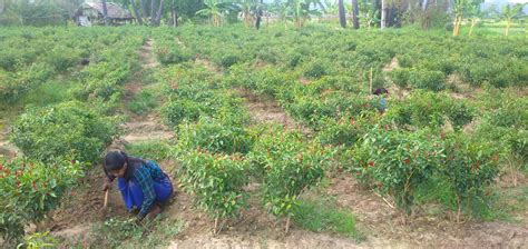 ကျောက်ဆည်မြို့နယ်၌ ငရုပ်စိုက်ဧက၂၂၀၀ဧက စိုက်ပျိုးပြီးဖြစ