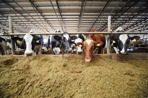 Expect More With Lysine Supplementation All About Feed