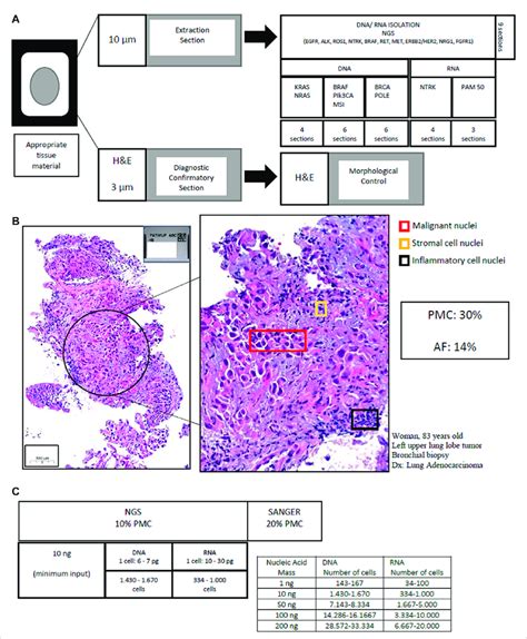 Workflow To Sample Processing And Morphological Control In Molecular Download Scientific