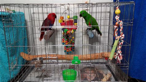 Eclectus Cage Size