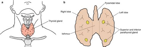 Surgical Anatomy Of The Thyroid Gland Springerlink