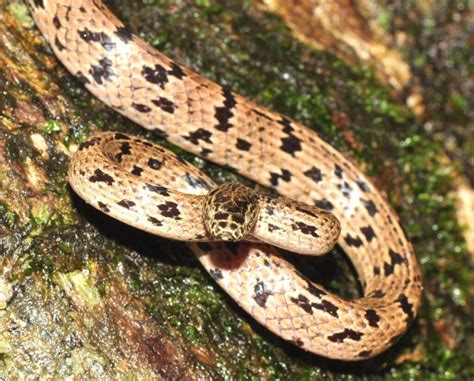 អ្នក ស្រាវ ជ្រាវ បាន រក ឃើញ ប្រភេទ សត្វ និង ជីវៈ ចម្រុះ ថ្មី ៗ នៅ ដែន ជម្រក សត្វ ព្រៃ ភ្នំ សំ