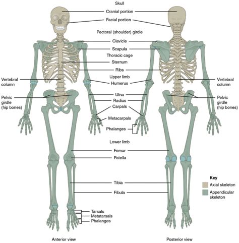Structure And Functions Diagram Quizlet Structure And Functions Diagram Quizlet