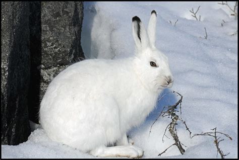 Lepus Arcticus Arctic Hare A Slightly Different Pose Flickr