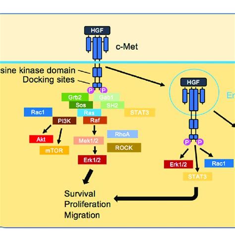 C Met Signalling Hgf Triggers C Met Dimerisation Activation And The