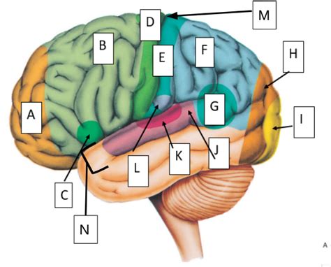 Labeling Diagram Quizlet