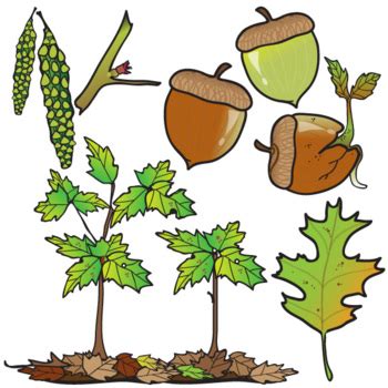 Oak Tree Life Cycle Clip Art Set By The Painted Crow TpT