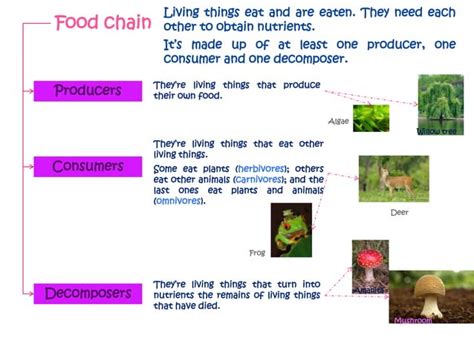 Ecosystems 4th Year Of Primary Education Pptx Zoos And Aquariums