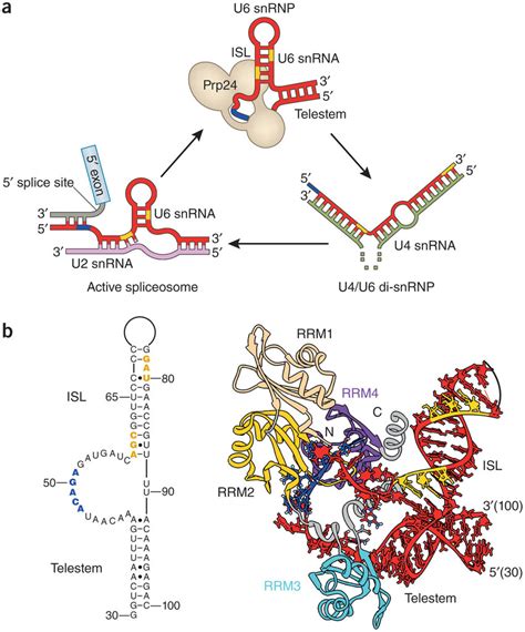 Model Of The U6 Snrnp Core Complex A Illustration Of The Structural