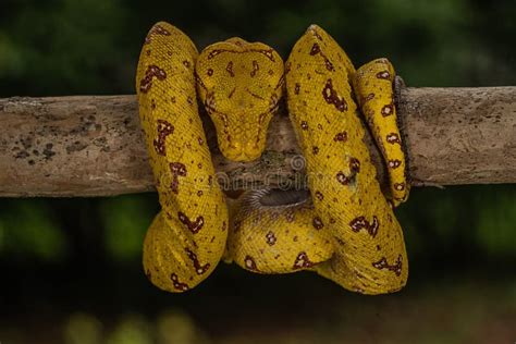 Yellow Phase Green Tree Python Perched On A Tree Stock Image Image Of