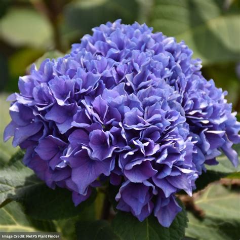 Hydrangea Macrophylla Lets Dance Rhythmic Blue 3 Container