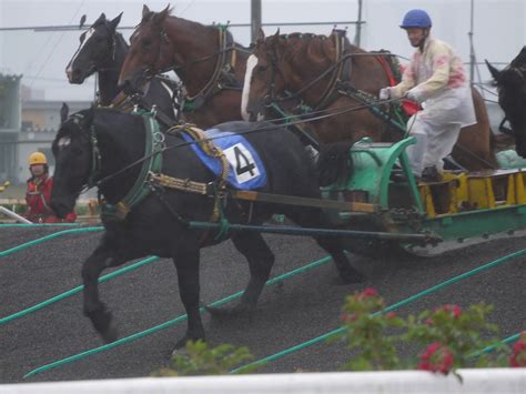 Ban Ei Horse Horse Breeds