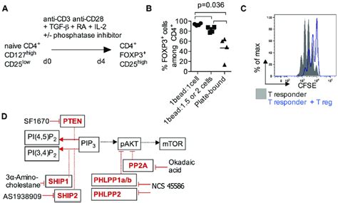 Fig E6 Itreg Assay And Blockade Of Itreg Generation By Download