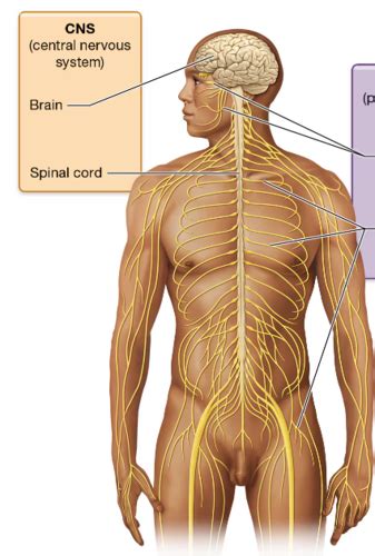 A P Chapter 11 Nervous System Flashcards Quizlet