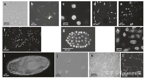 Matlab科研图像处理——细胞追踪 知乎