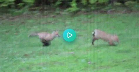 The Quick Brown Fox Chased The Quick Brown Fox  On Imgur