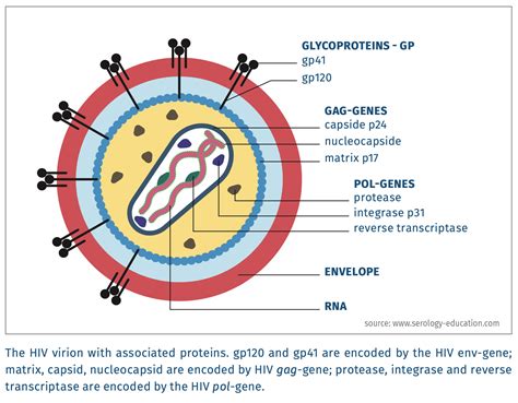 Serology Education Hiv Types 1 And 2