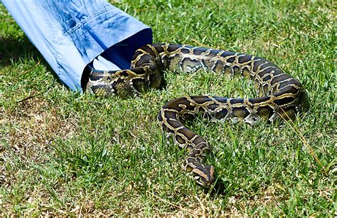 Burmese Pythons Are An Invasive Florida Threat Can You Shoot Them