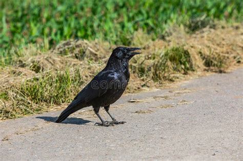 Black Crow In Summer With Open Beak Stock Image Image Of Beak Close Black Crow In Summer With Open Beak Stock Image Image Of Beak Close