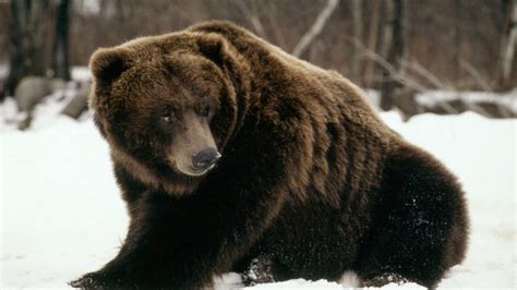 Top 10 Facts About Polar Bears Wwf