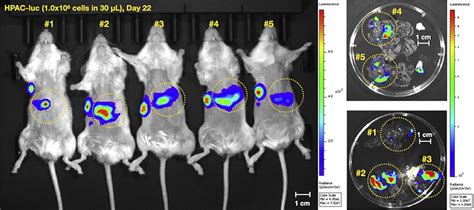 Representative Sequential Bli Surveillance Images And Ex Vivo Liver Bli Download Scientific
