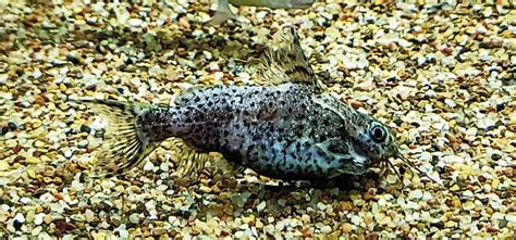 Upside Down Catfish Synodontis Nigriventris