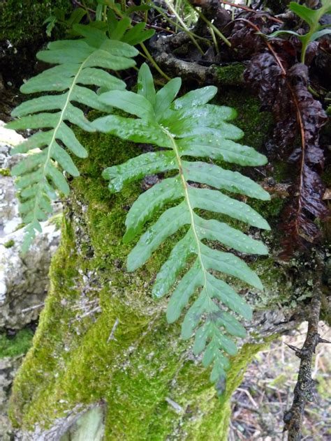 Hutton Roofs Special Ferns And More Polypodium Interjectum
