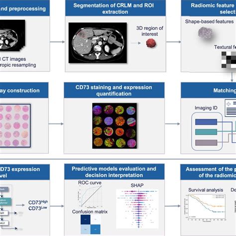 general workflow isotropic spatial resampling was applied on
