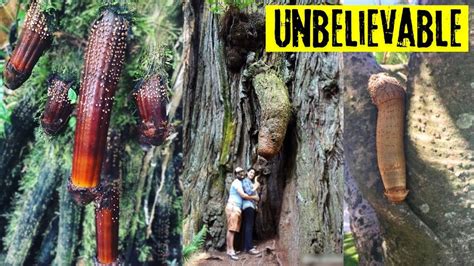 6 Trees That Look Like Penises Youtube